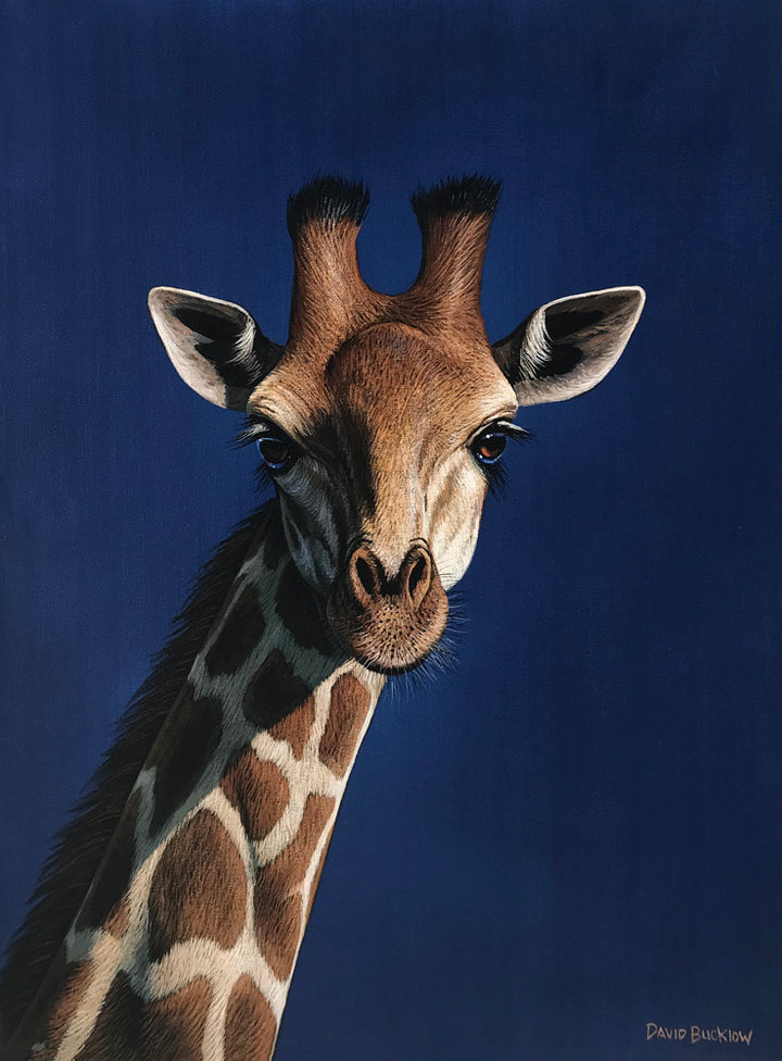 David Bucklow – Fine Art Portfolio