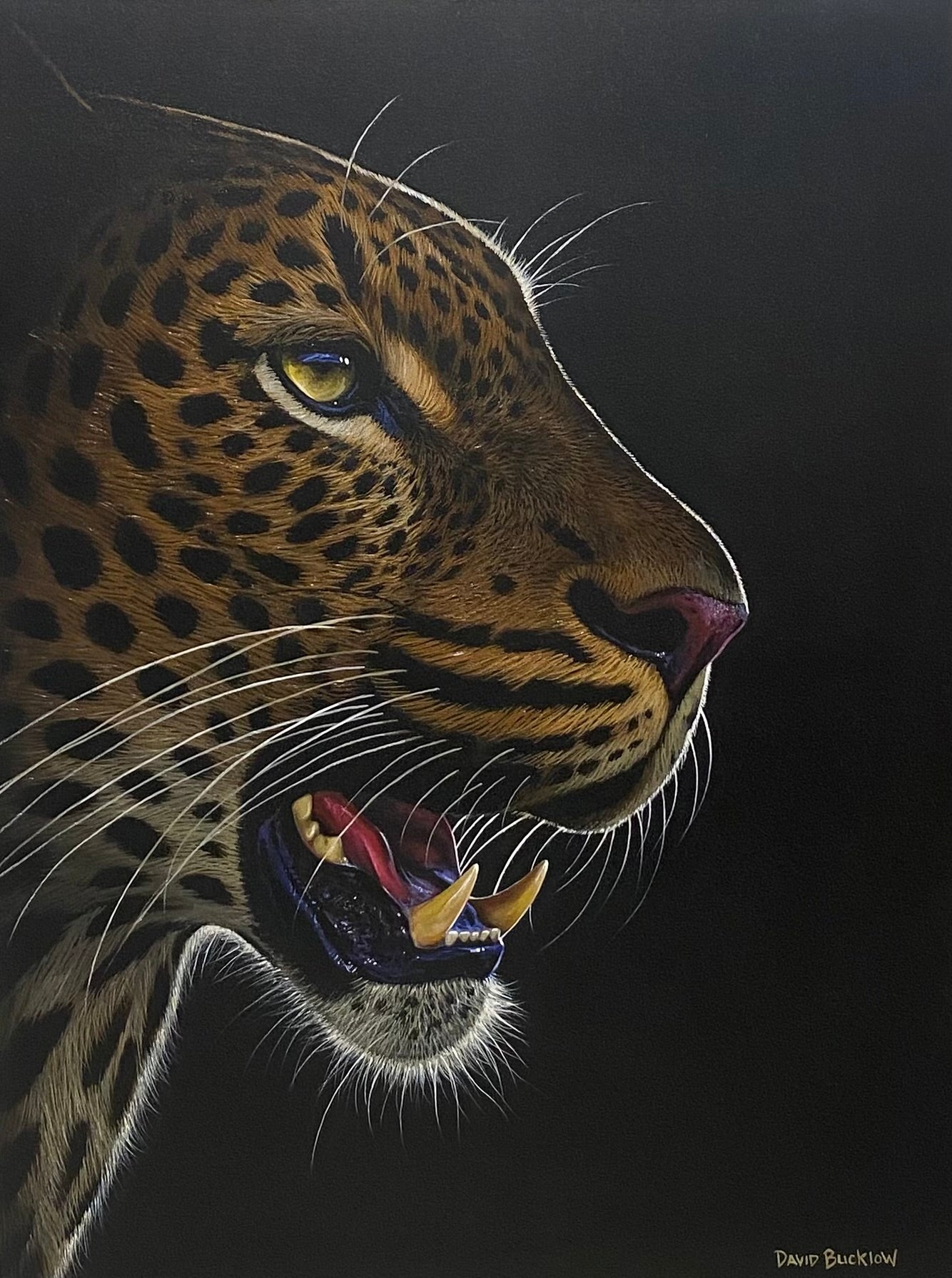 Cheetah-Not – Fine Art Portfolio