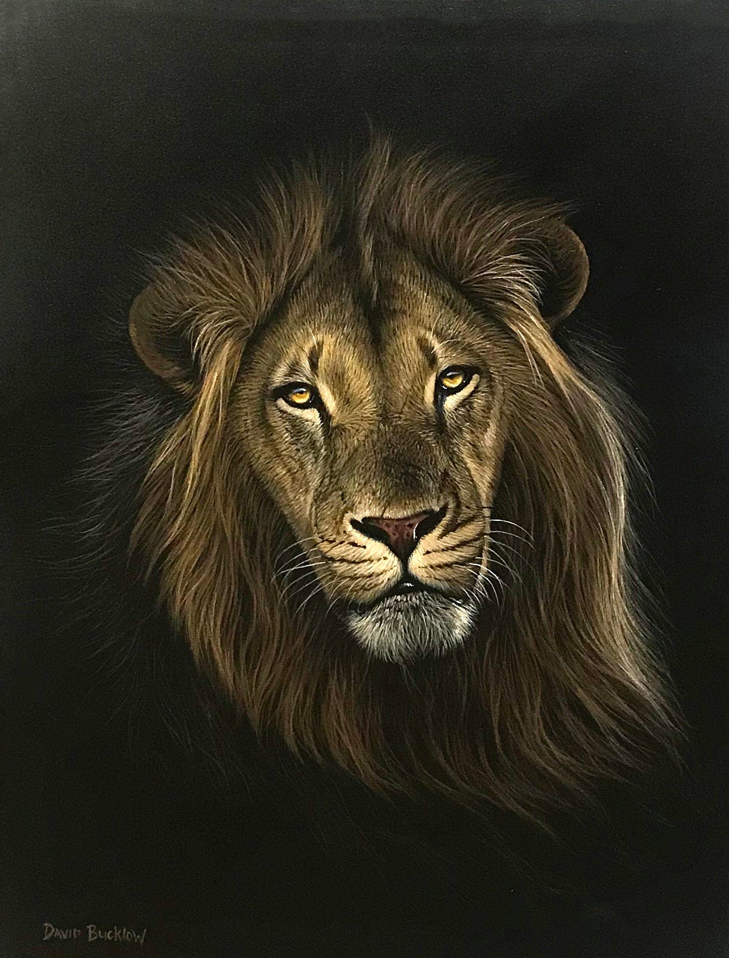 Ariav- Father Lion | Lion – Fine Art Portfolio